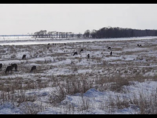 [Hokkaido/Akan/Mashu/Abashiri/Shiretoko] Shiretoko Kushiro [Notsuke ...